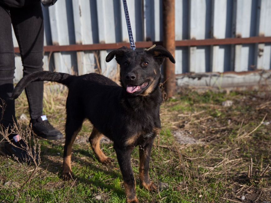 Метис ротвейлера