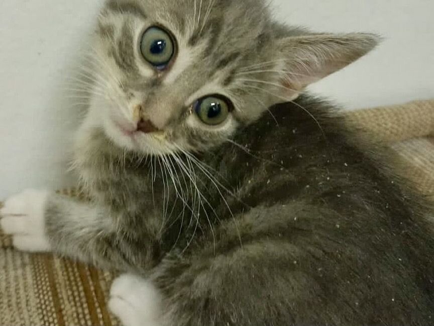 Очаровательные котята