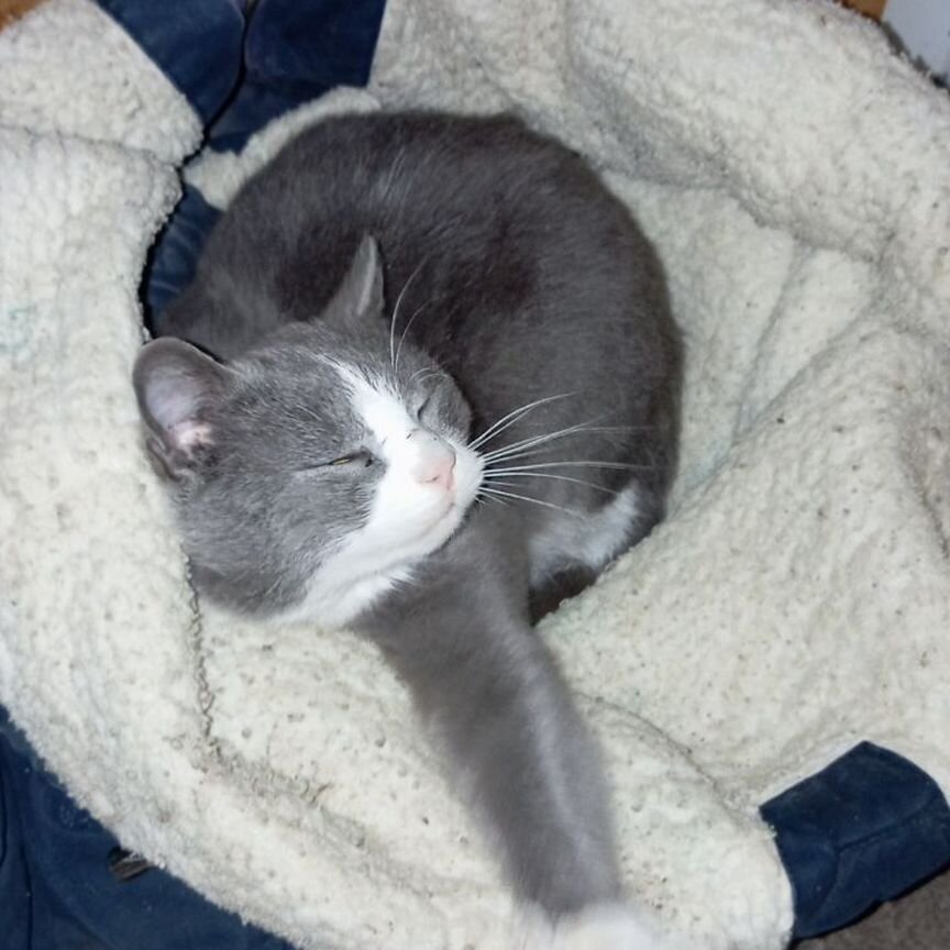 Котик 9 месяцев
