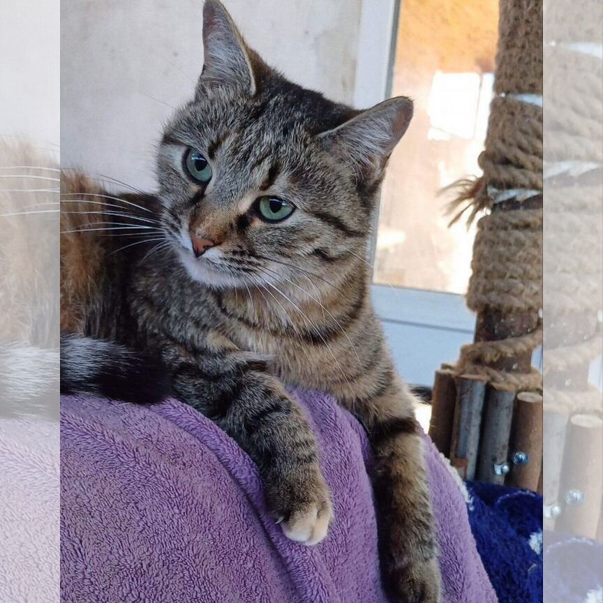 Взрослая, кошка в добрые руки