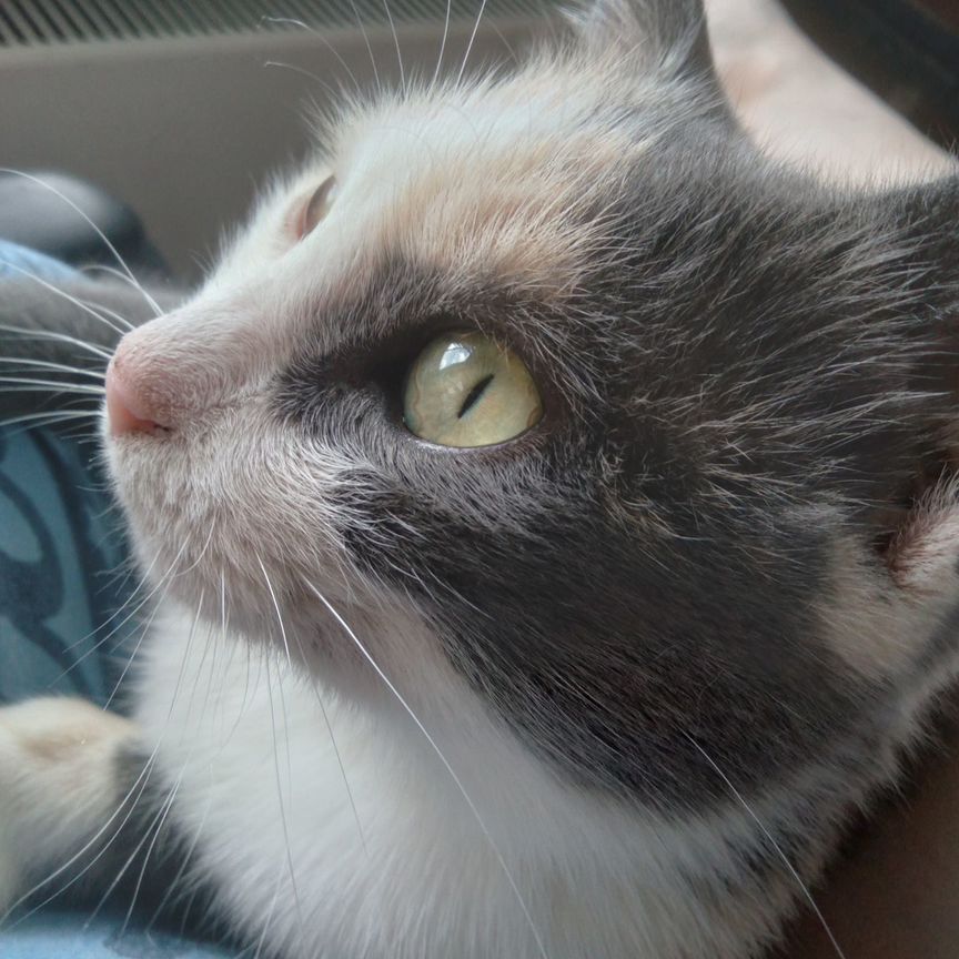 Девочка 1,5 года