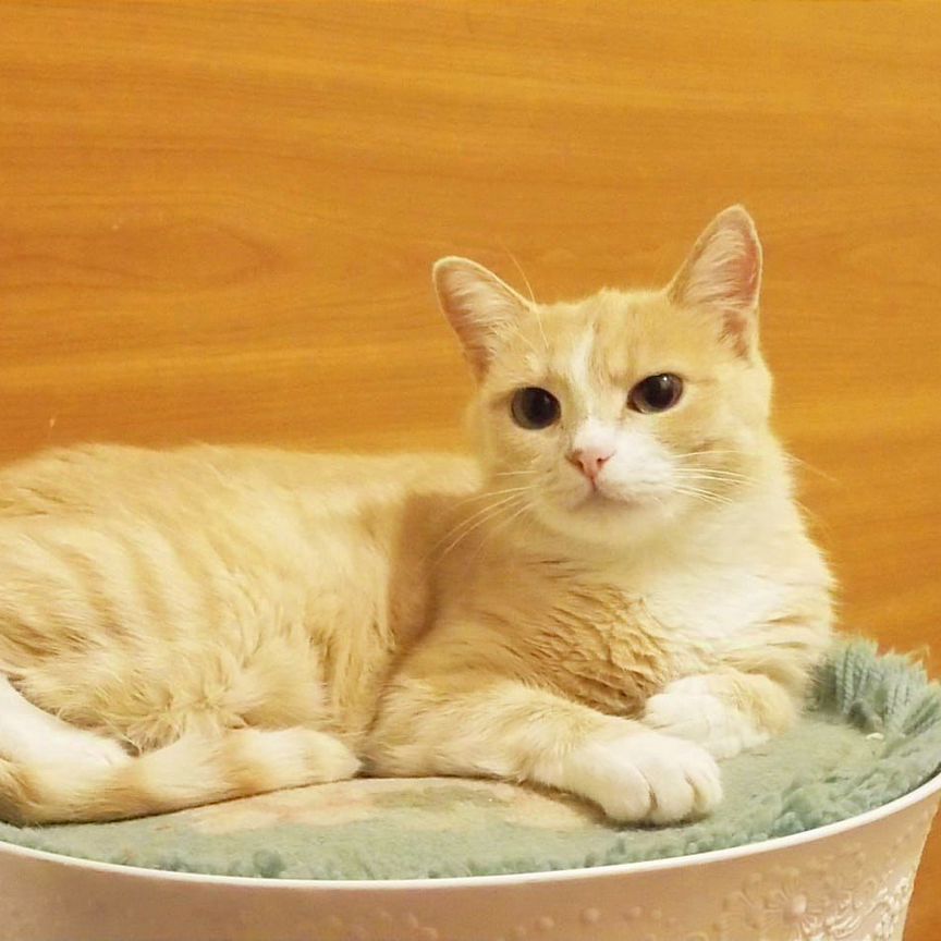Кошка в добрые руки