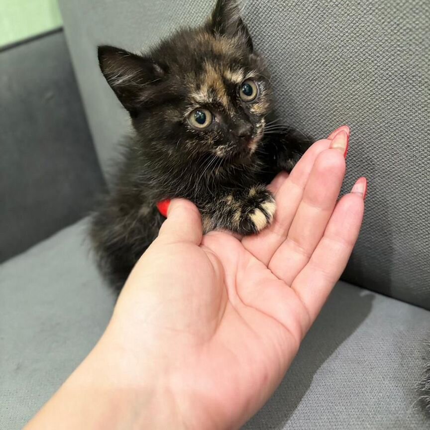 Отдам котеночка в добрые руки