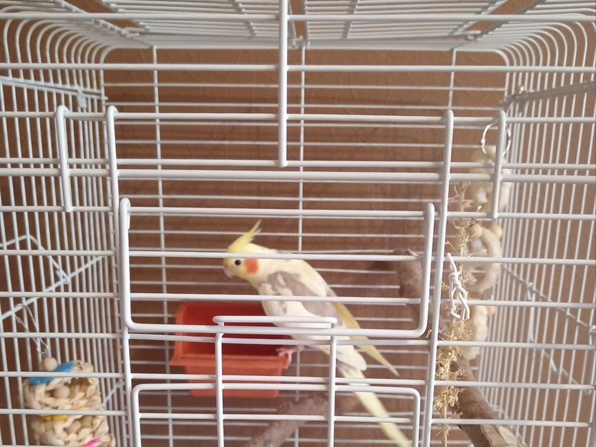 Попугай корелла самка