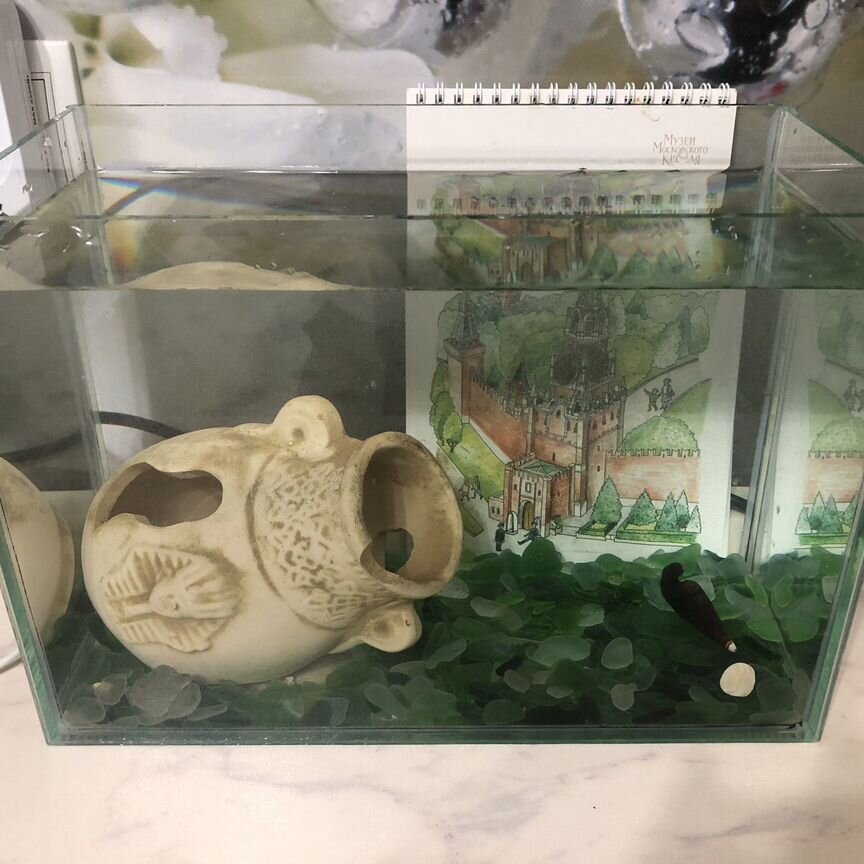 Аквариум с огромной улиткой