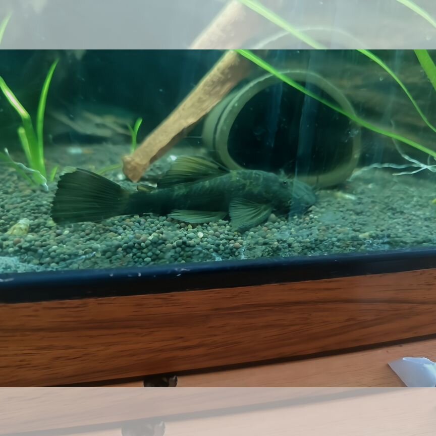 Анциструс звездчатый l181