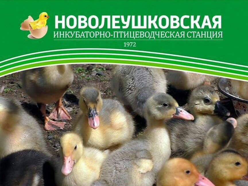 Суточные утята Голубой Фаворит