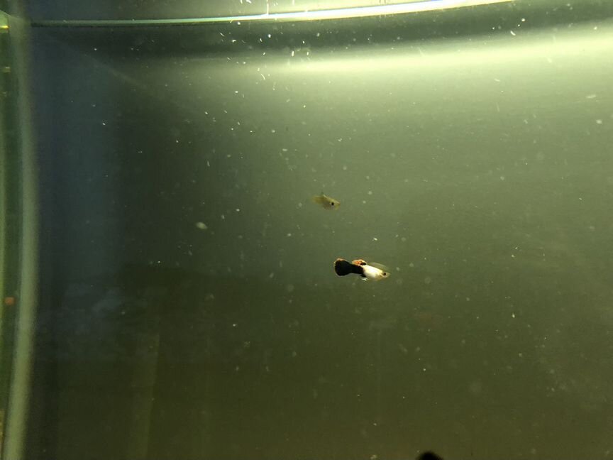 Аквариумные рыбки