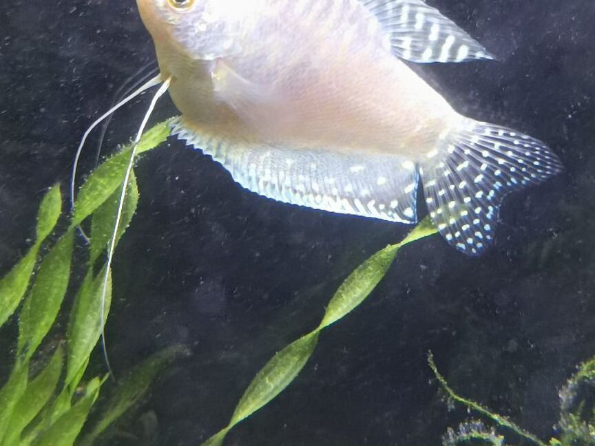 Аквариумная рыбка