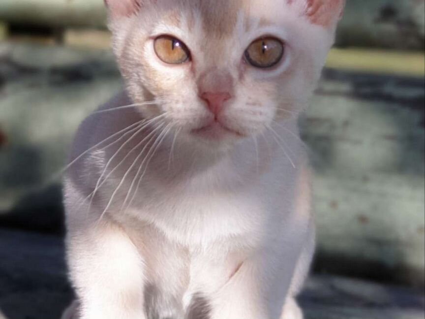 Бурманские котята