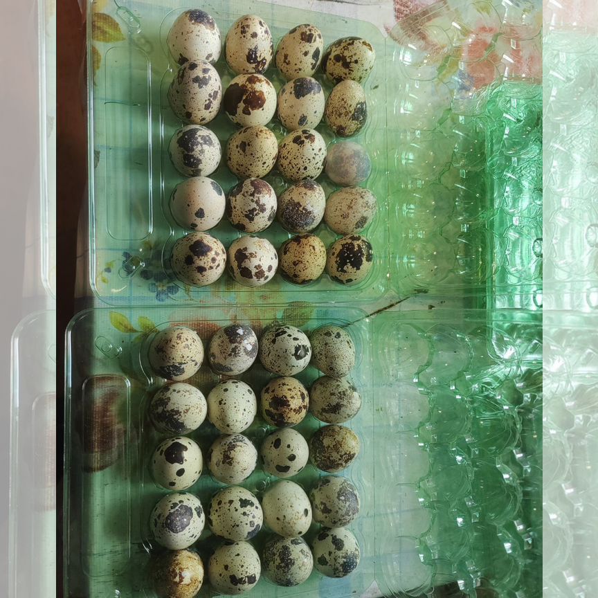 Яйца перепелиные домашние