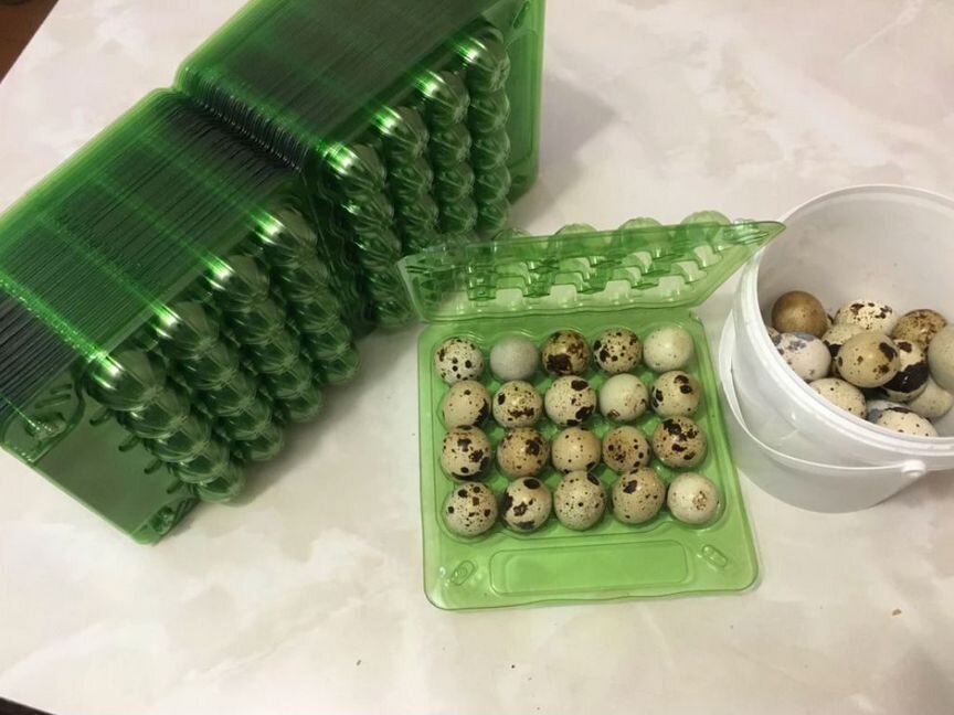 Лотки для перепелиных яиц