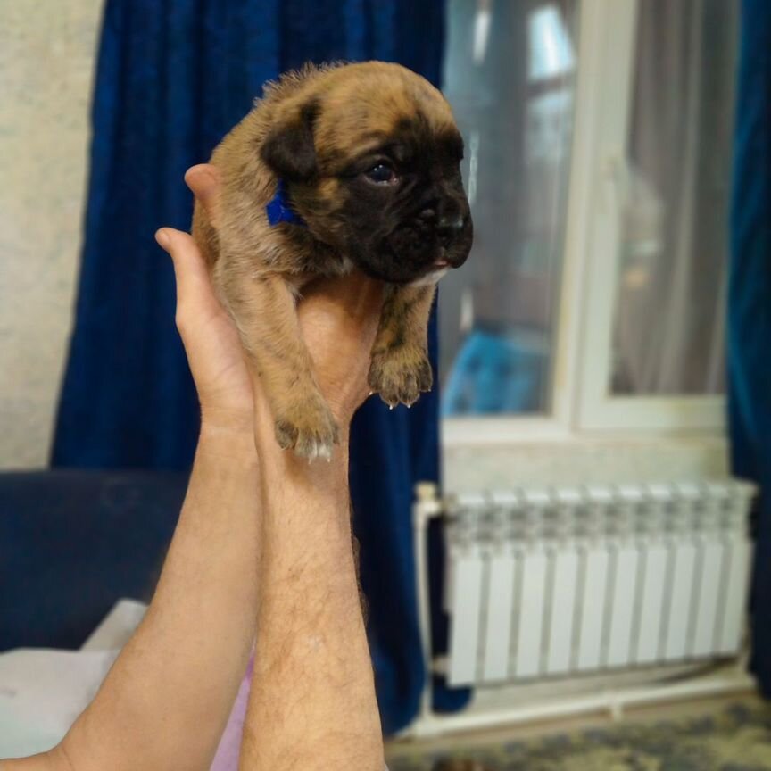 Щенки немецкого боксера