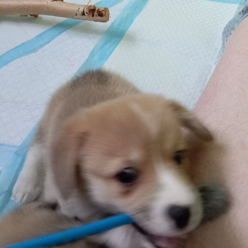 Вельш Корги Пемброк, щенок