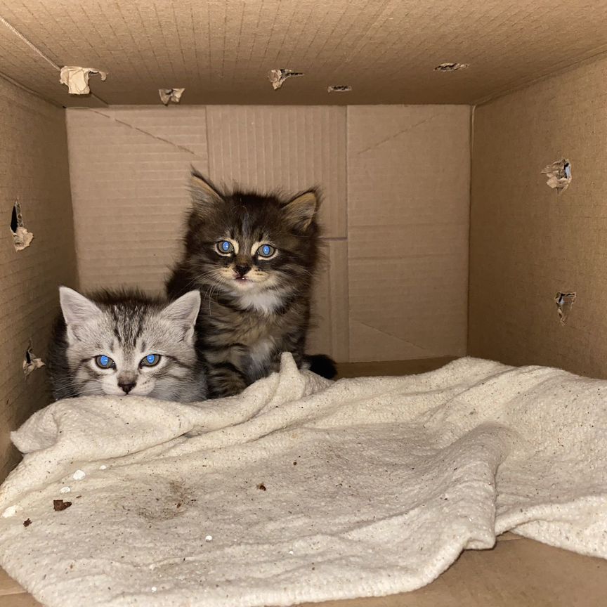 Котята в добрые руки