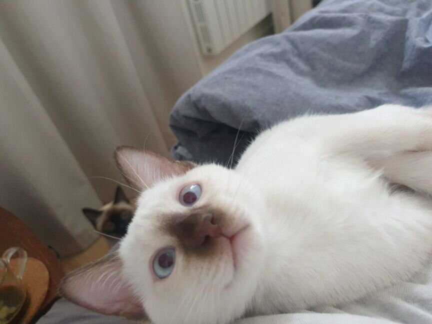 Сладкий малыш Walter в шоколадном окрасе от элитны