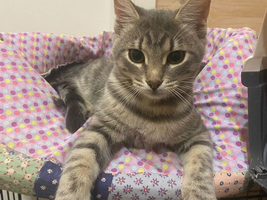 Котенок из приюта в добрые руки