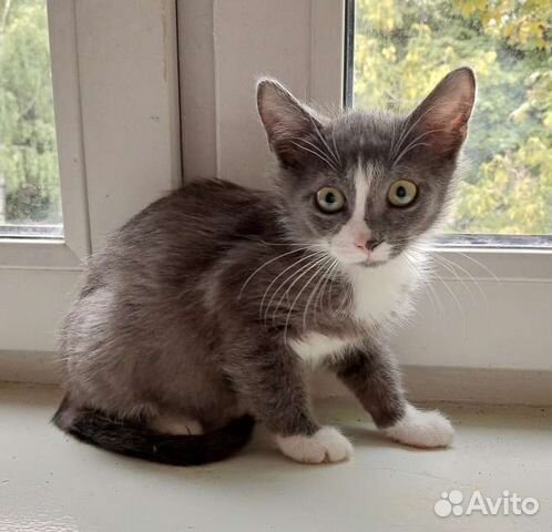 Маленький котенок в добрые руки