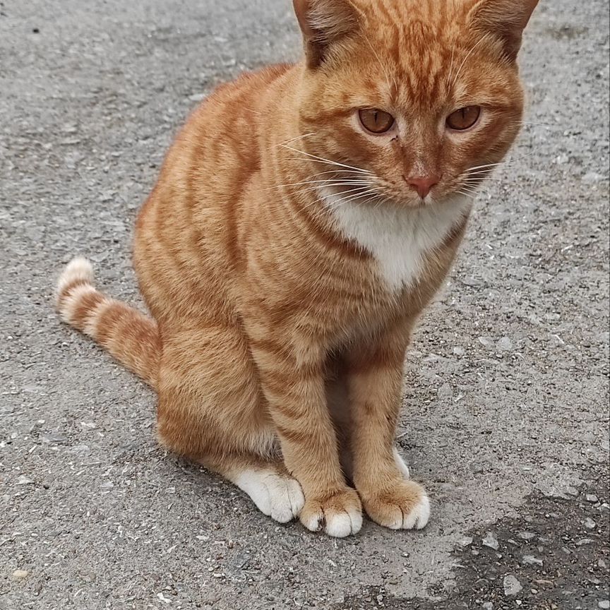 Котик Фокус в добрые руки