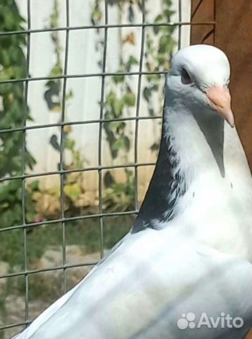 Бакинские бойные голуби