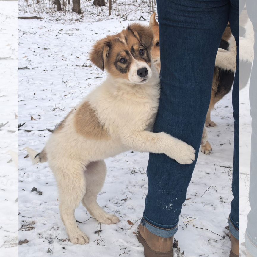 Щенок в добрые руки