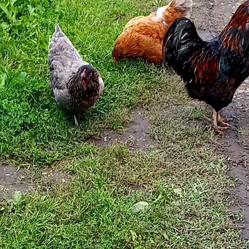 Куры породы амераукана