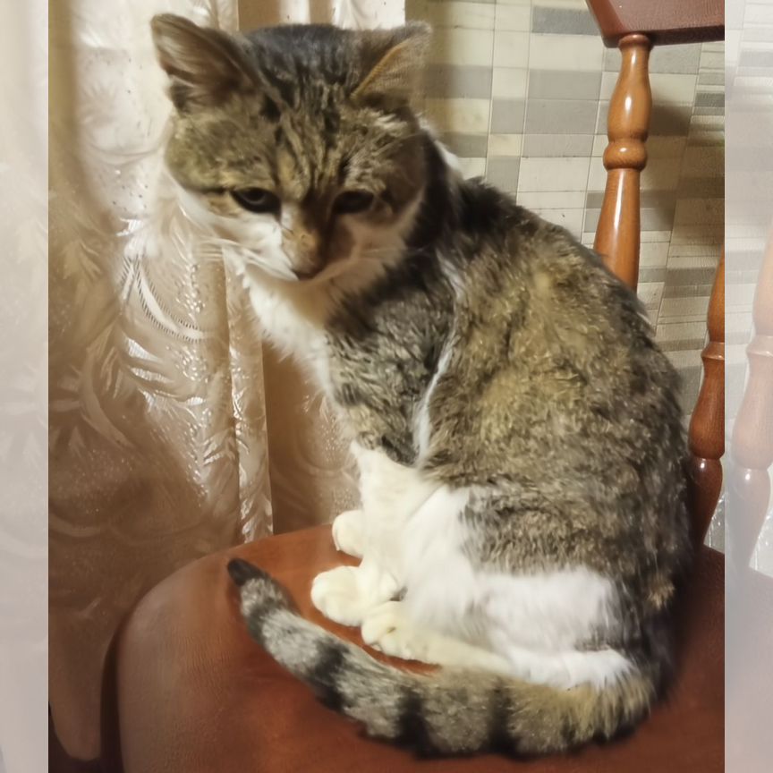 Взрослый кот в добрые руки