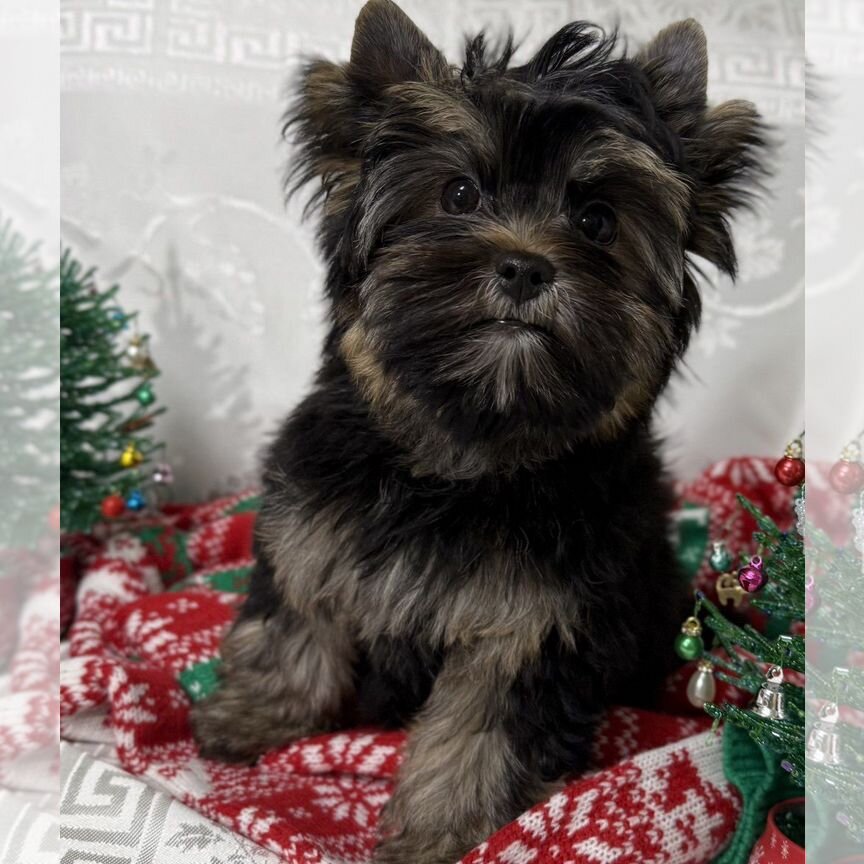 Йоркширский терьер, щенок