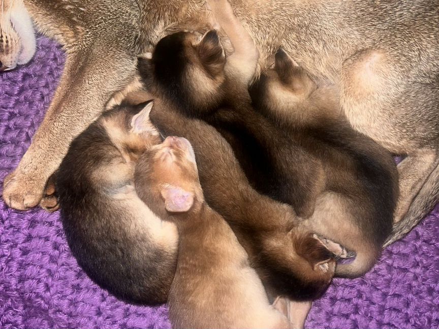 Котята для ценителей красоты. Абиссинские