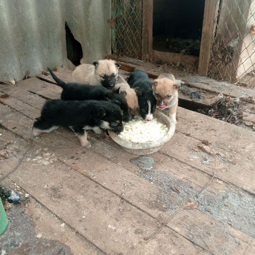 Кутята