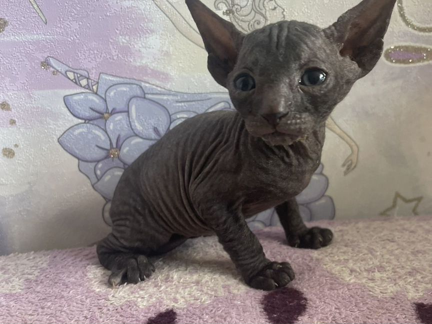 Донской сфинкс котята
