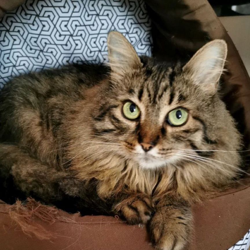 Предали кошечку, ищет дом