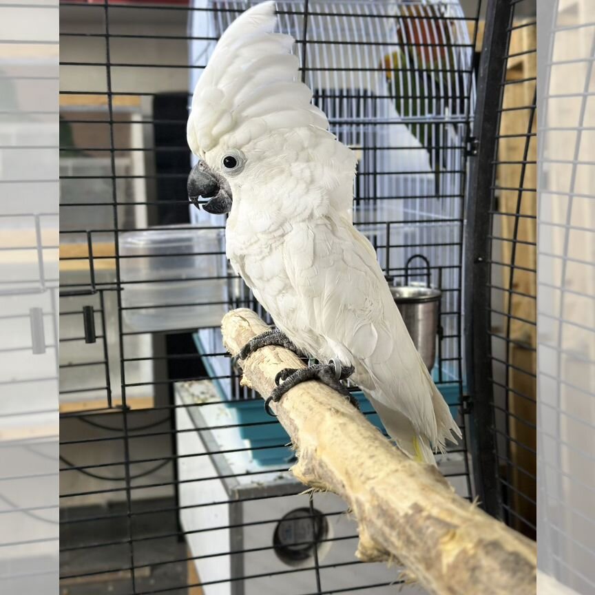 Попугай какаду альба выкормыш ручной