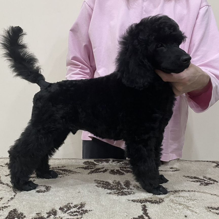 Карликовый пудель, щенок