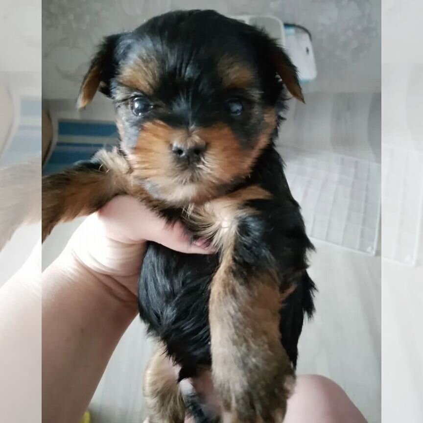 Йоркширский терьер, щенок