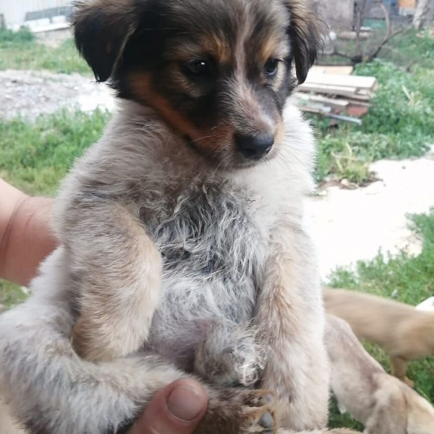 Щенок девочка 2,5 мес в добрые руки