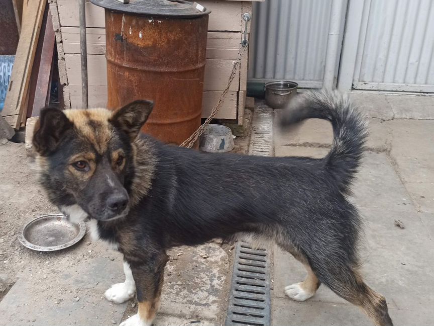 Пес Рич в добрые руки на охрану