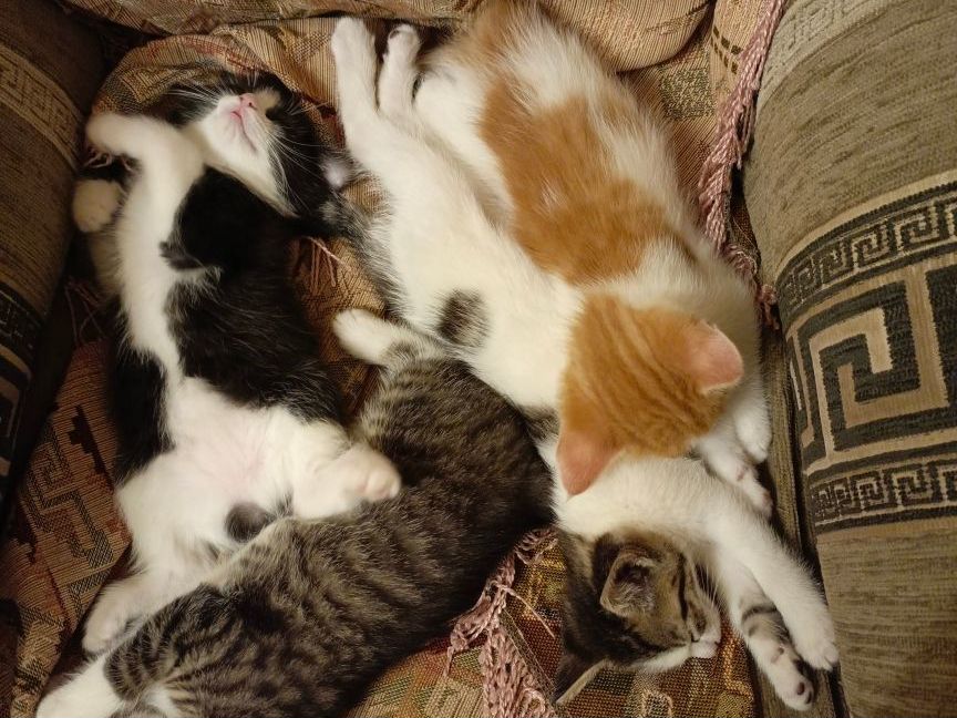 Котята в добрые руки бесплатно