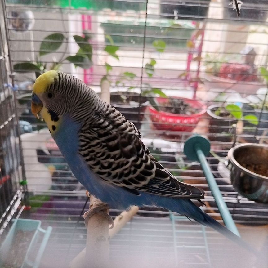 Волнистые попугайчики семь