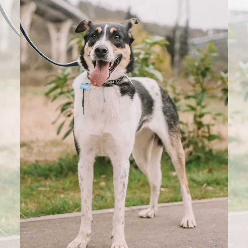 Няня детей, охранник дома собака в добрые руки