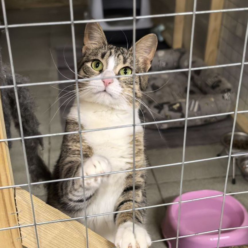 Взрослая, кошка в добрые руки