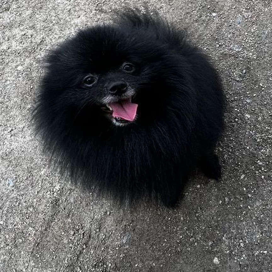 Померанский шпиц, вязка