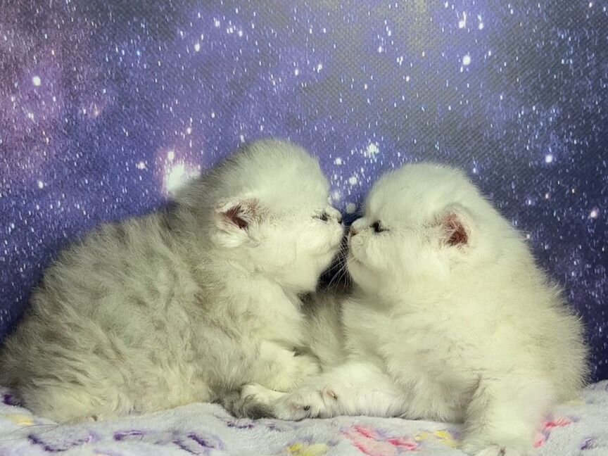 Персидские шиншиллы мальчики