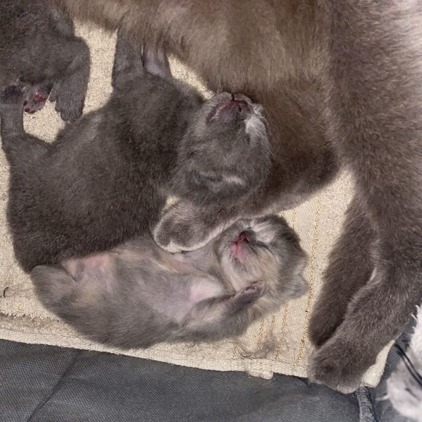 Британские котята