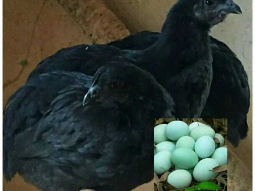 Инкубационное яйцо ухейилюй