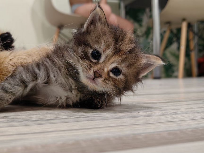 Котята от мейн-куна