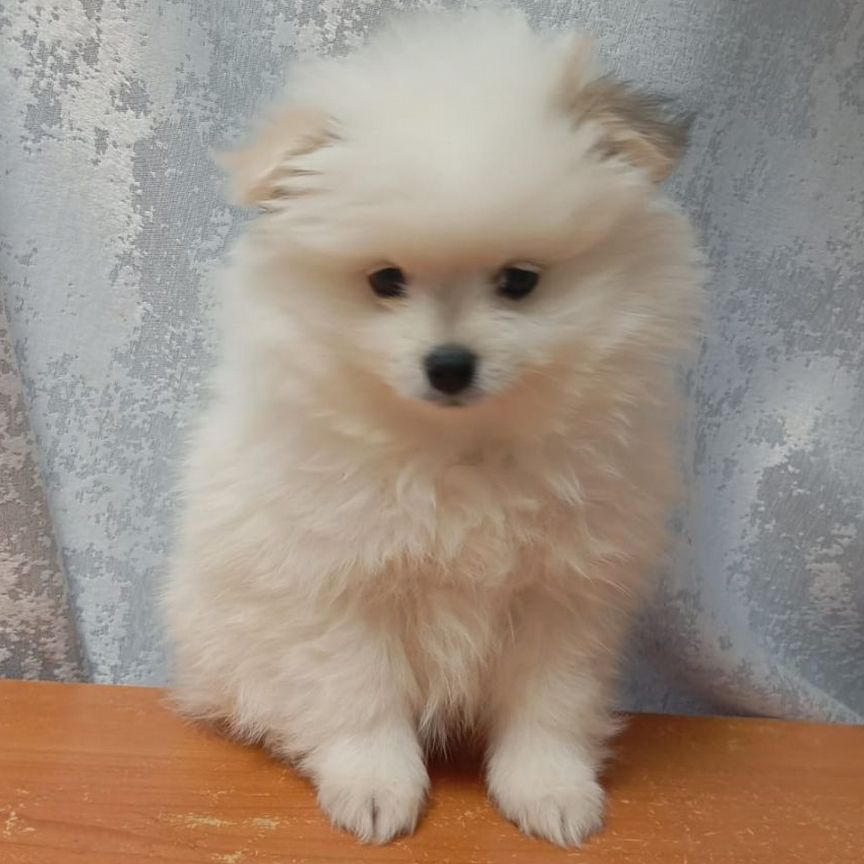 Немецкий шпиц, щенок