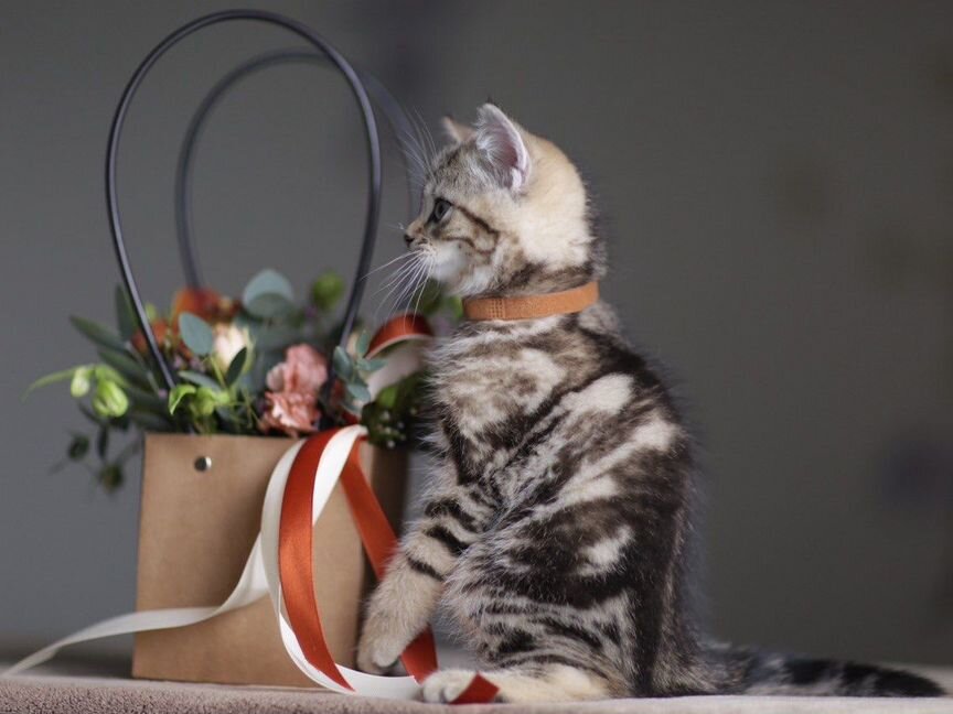 Шотландские котята с привиками и паспортами