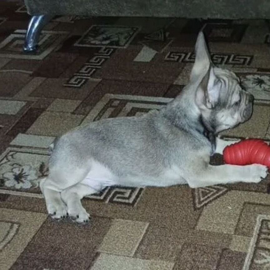 Французский бульдог, щенок