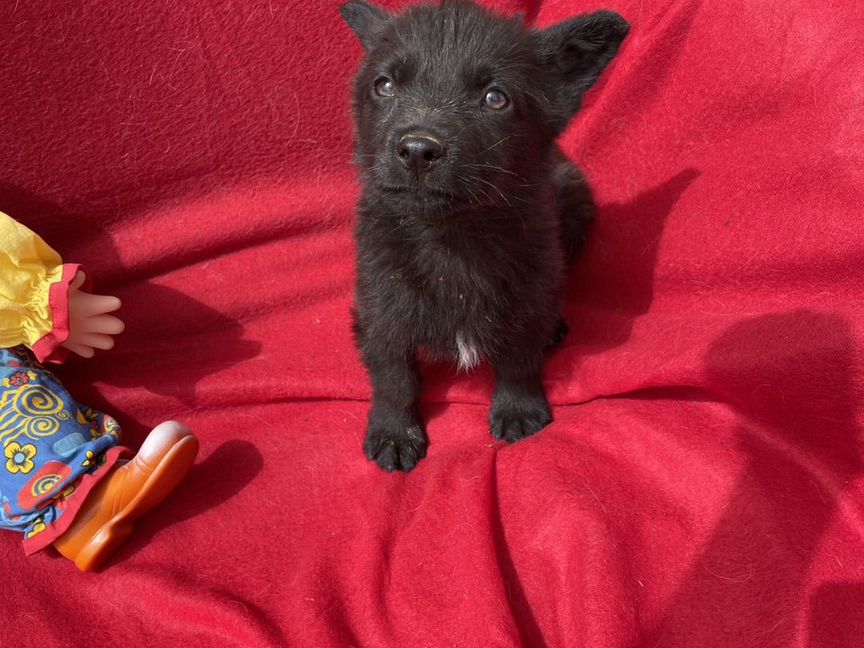 Мини девчонка для нежности